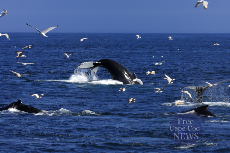 Our Readers Choice: The Best Cape Cod Whale Watching Tours for an ...