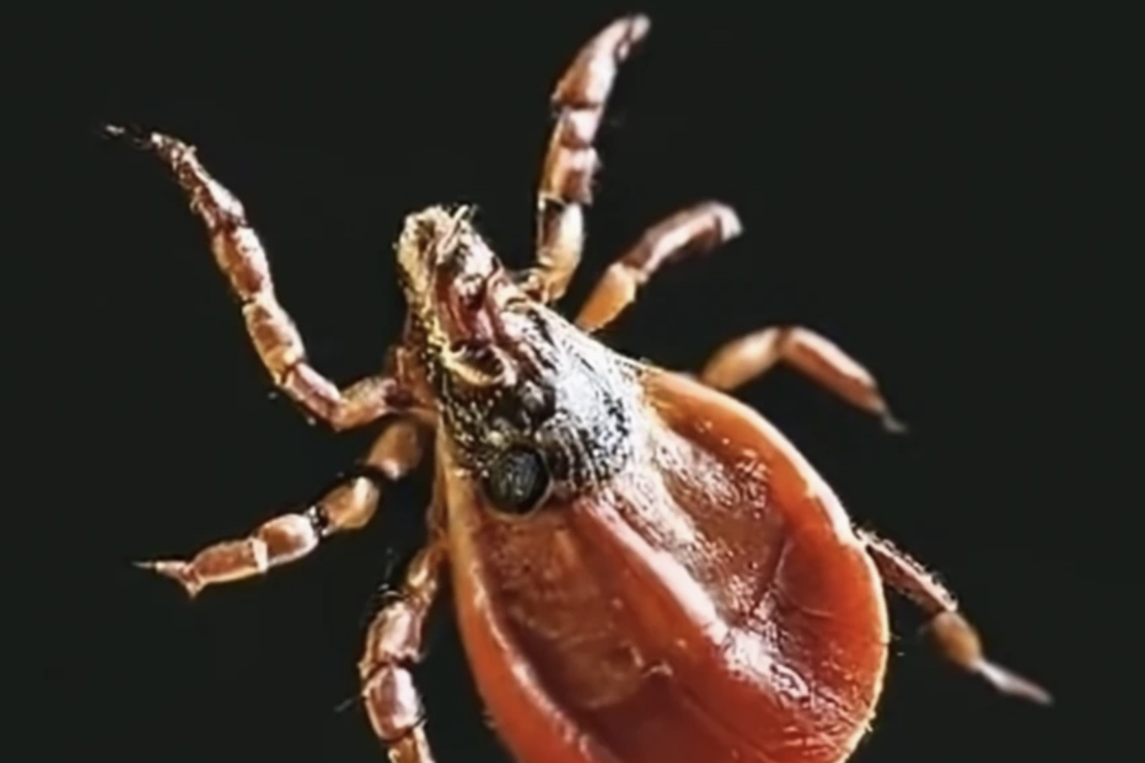 Cape Cod Ticks: Guarding Your Adventure in the Land of Sun, Sea, and ...